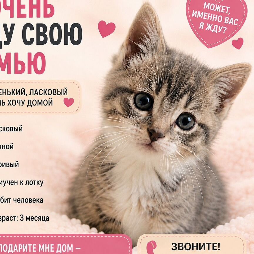 Котёнок в добрые руки