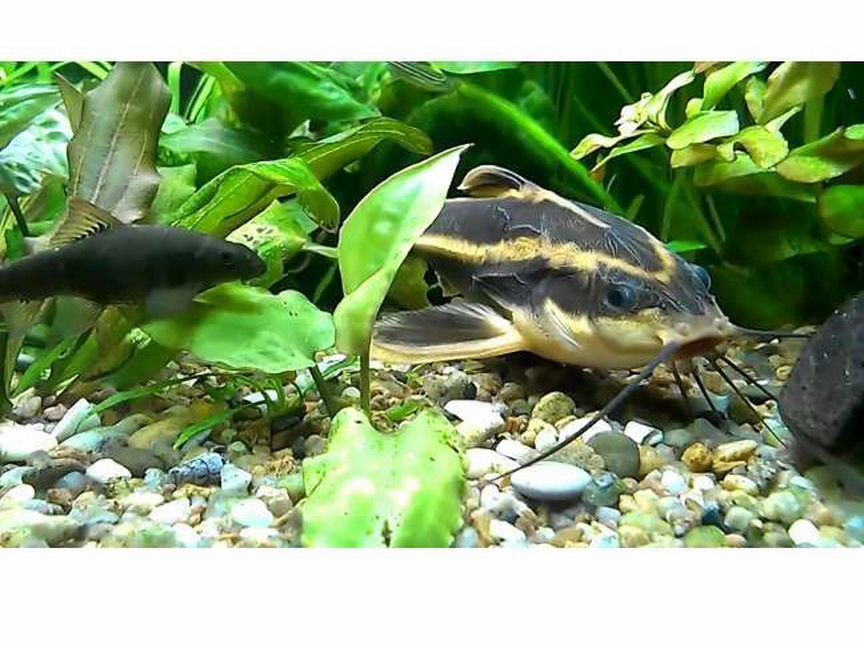 Аквариумные рыбки сомики