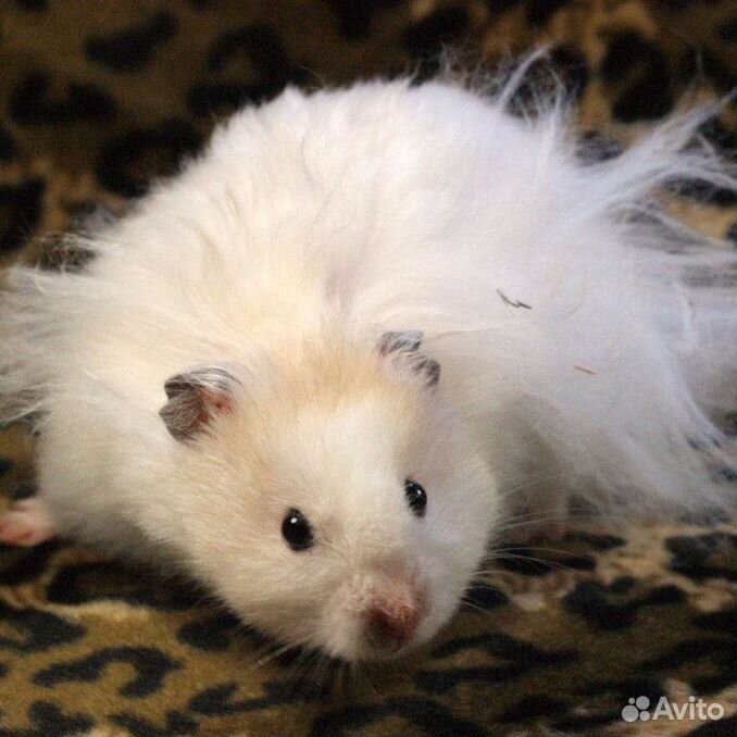 Хомяк Сирийский белый