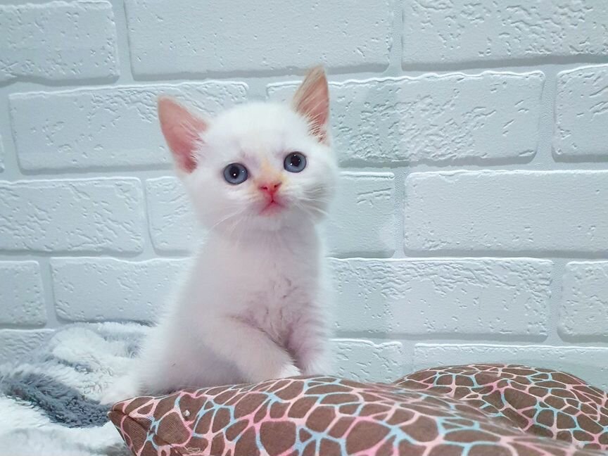Тайские котята