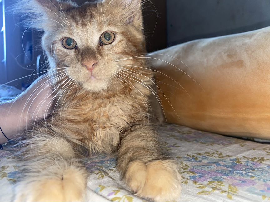 Котята мейкун