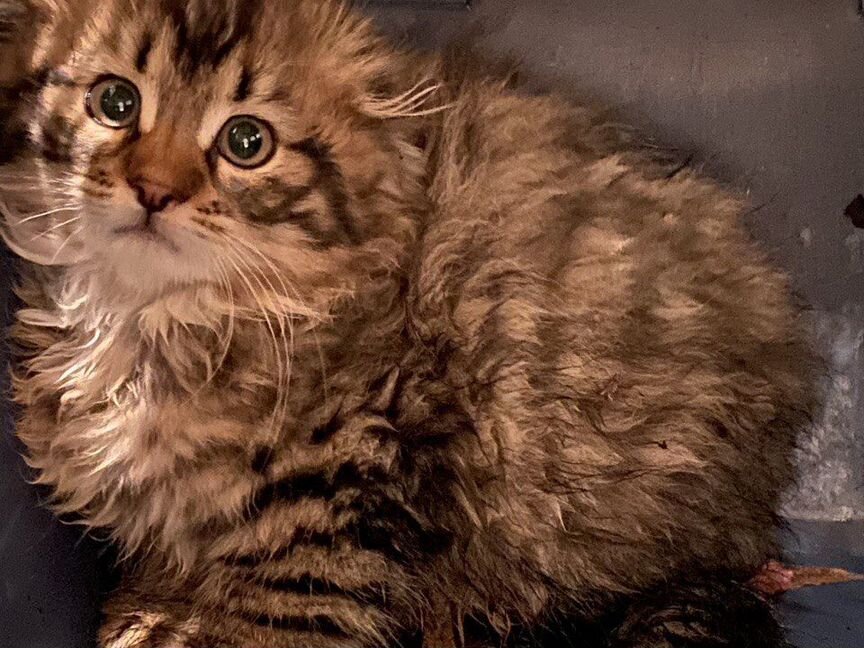 Котенок пушистый вислоушка