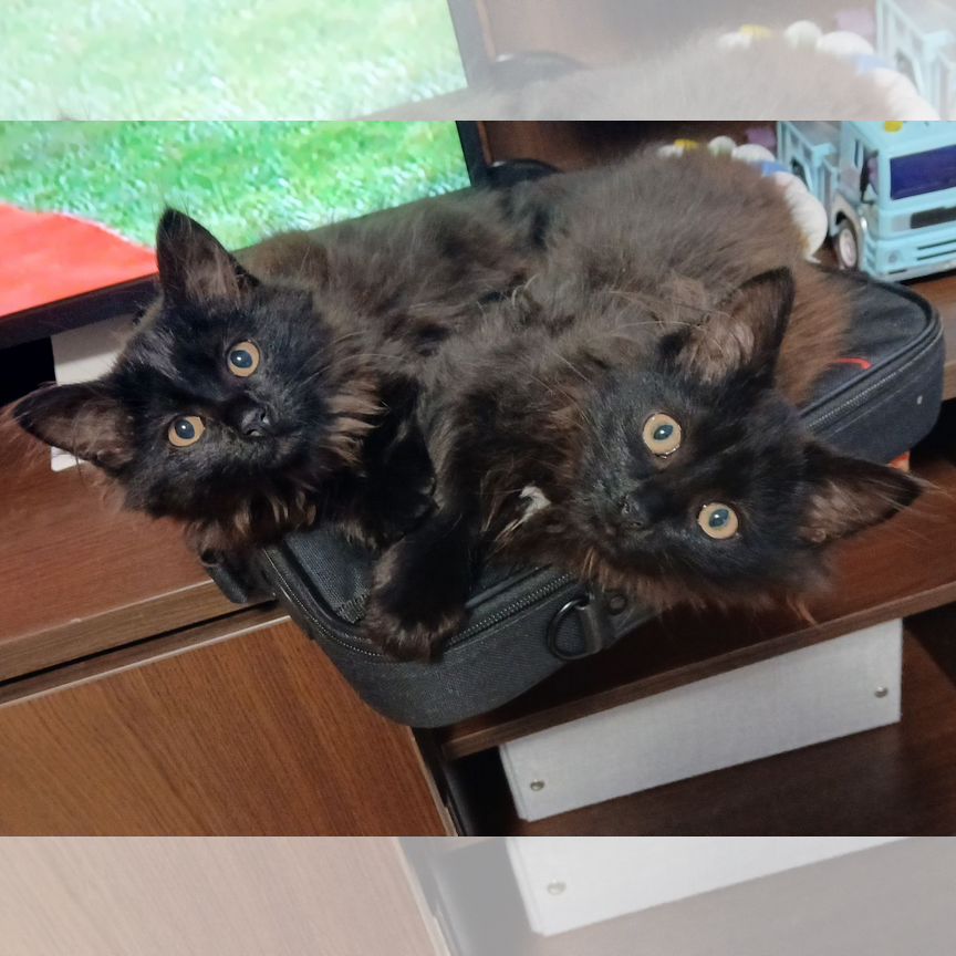 Отдам котят бесплатно