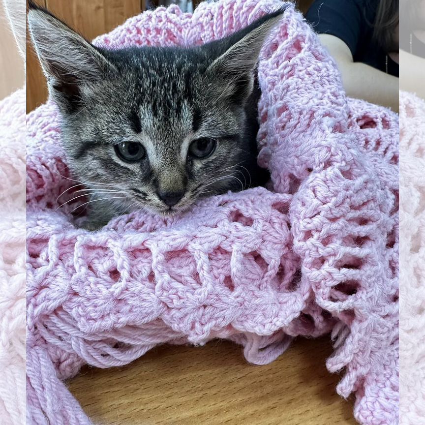 Котенок с прекрасным окрасом ищет дом