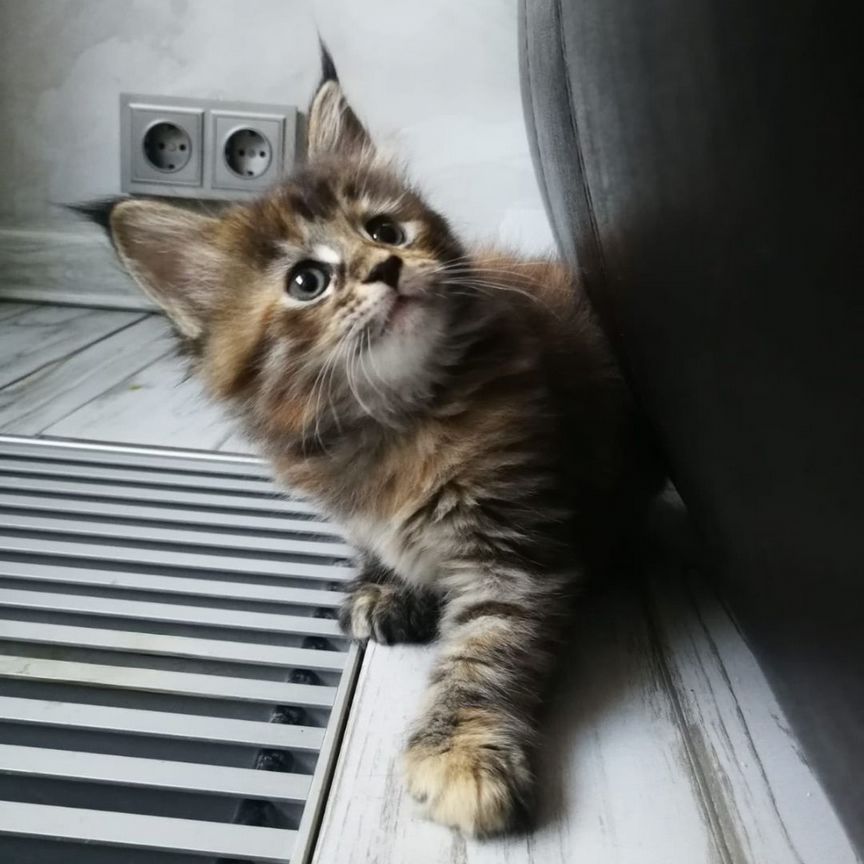 Мейн-кун девочка 1 мес. в бронирование