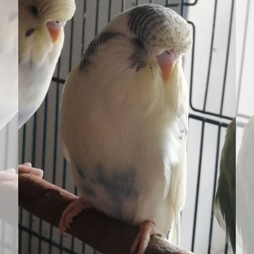 Выставочный волнистый попугай