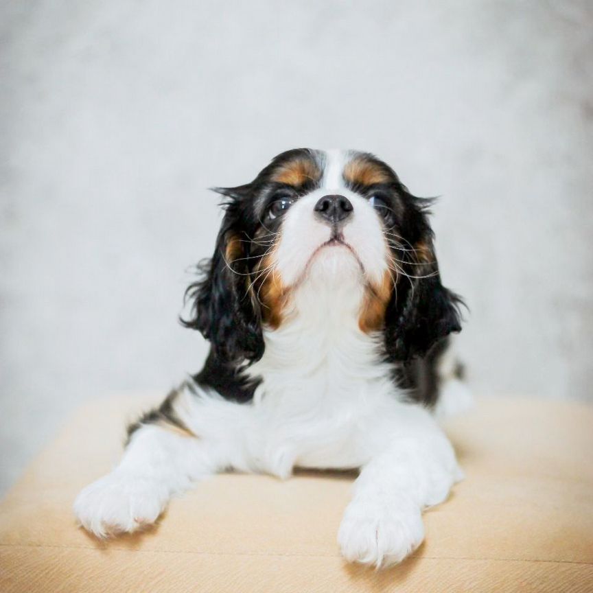 Мальчик Кавалер кинг чарльз триколор