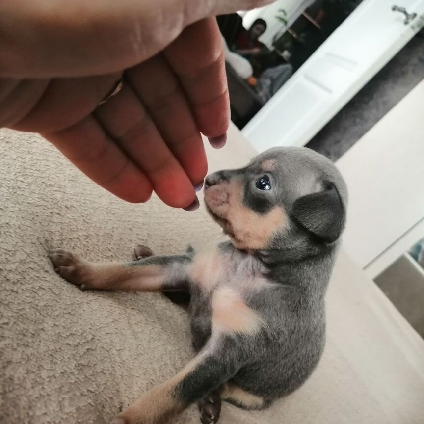 Щенки той терьера. Мини крошки редких оттенков