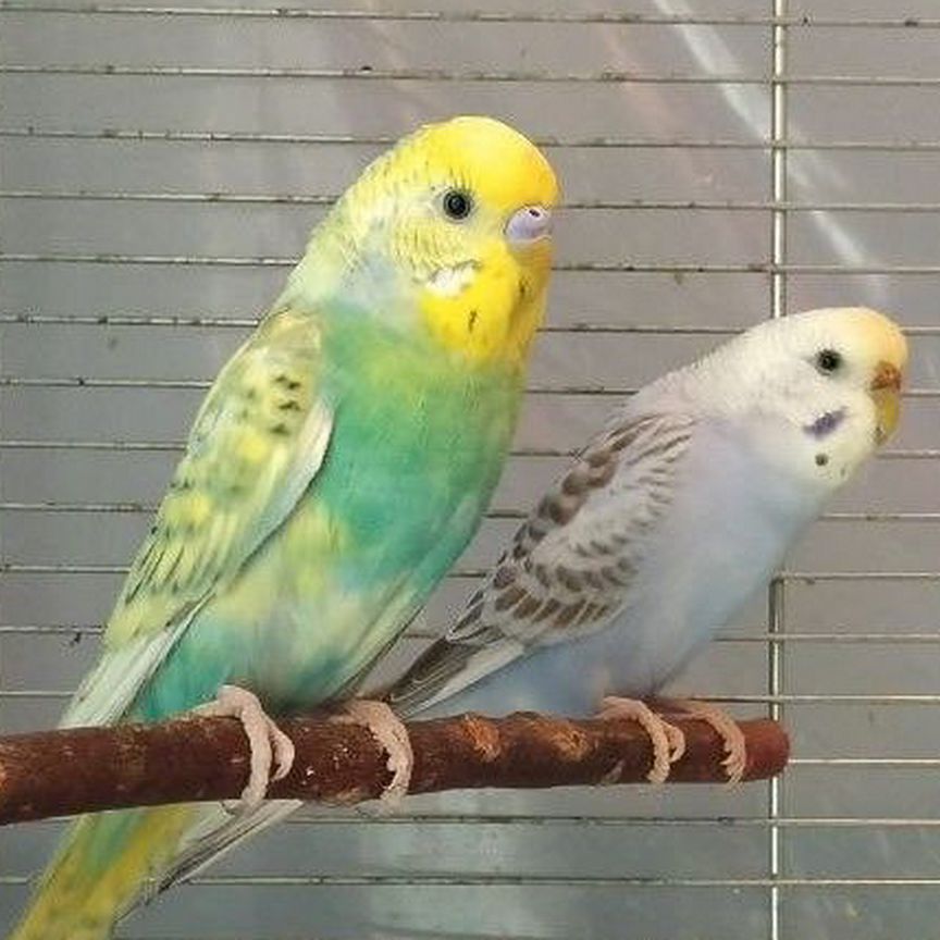 Волнистый попугай самец