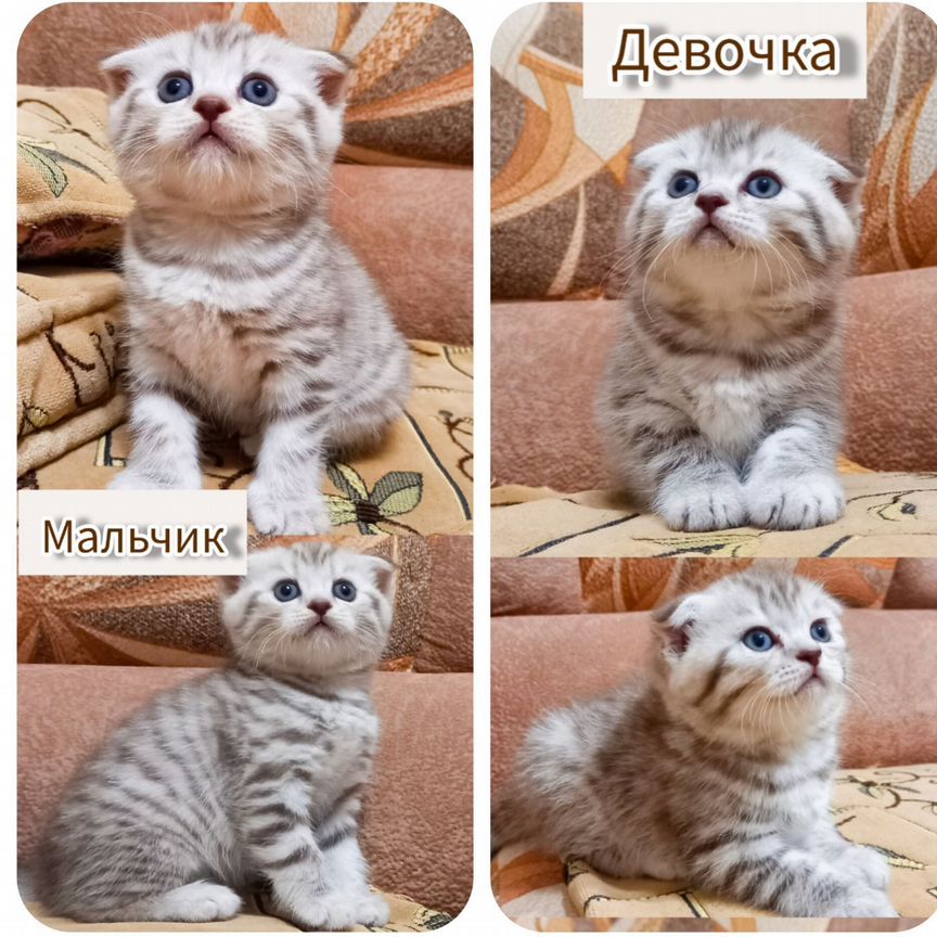 Шотландские котята