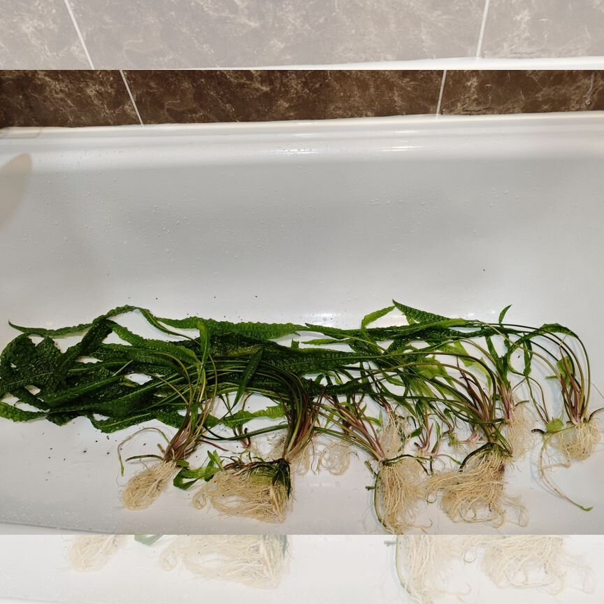 Водоросли для аквариума