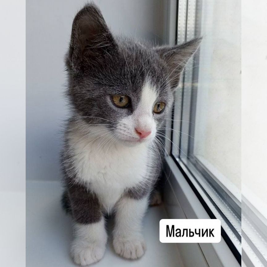 Котята в добрые руки бесплатно