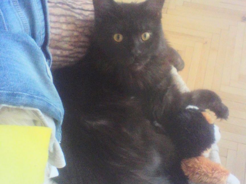 Котята мейн-кун