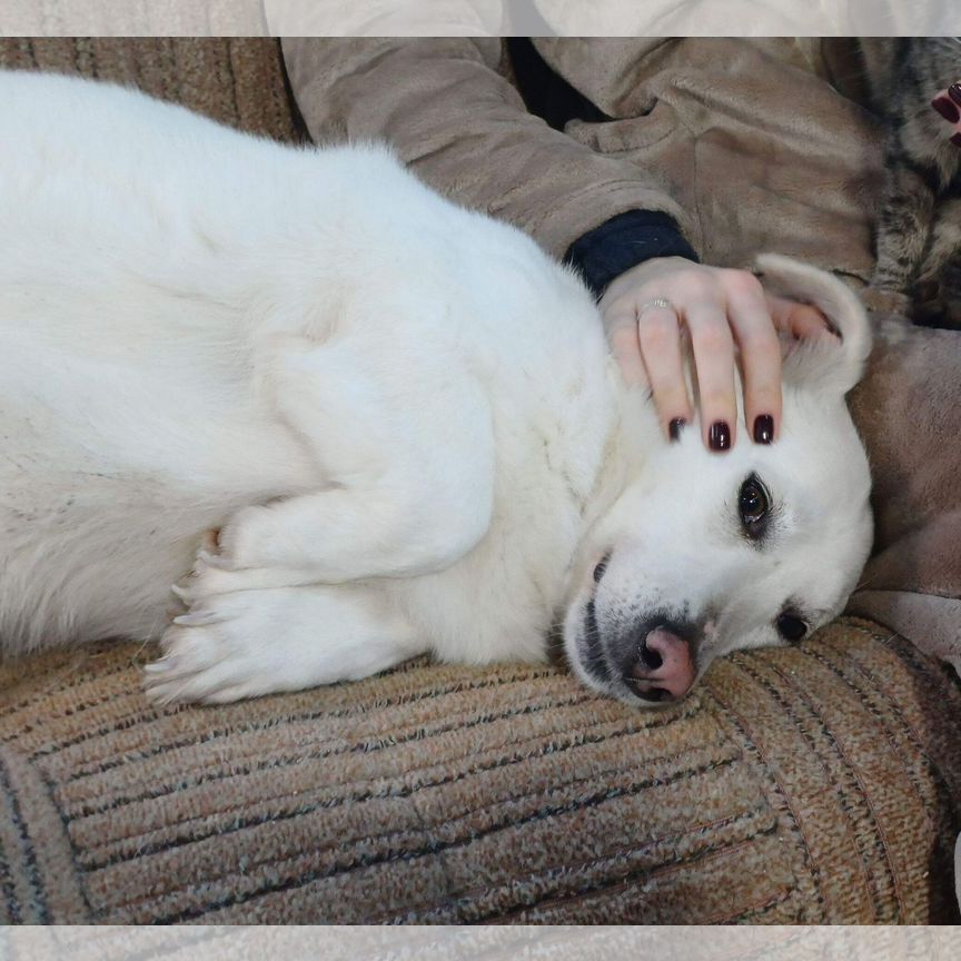 Взрослая собака в добрые руки