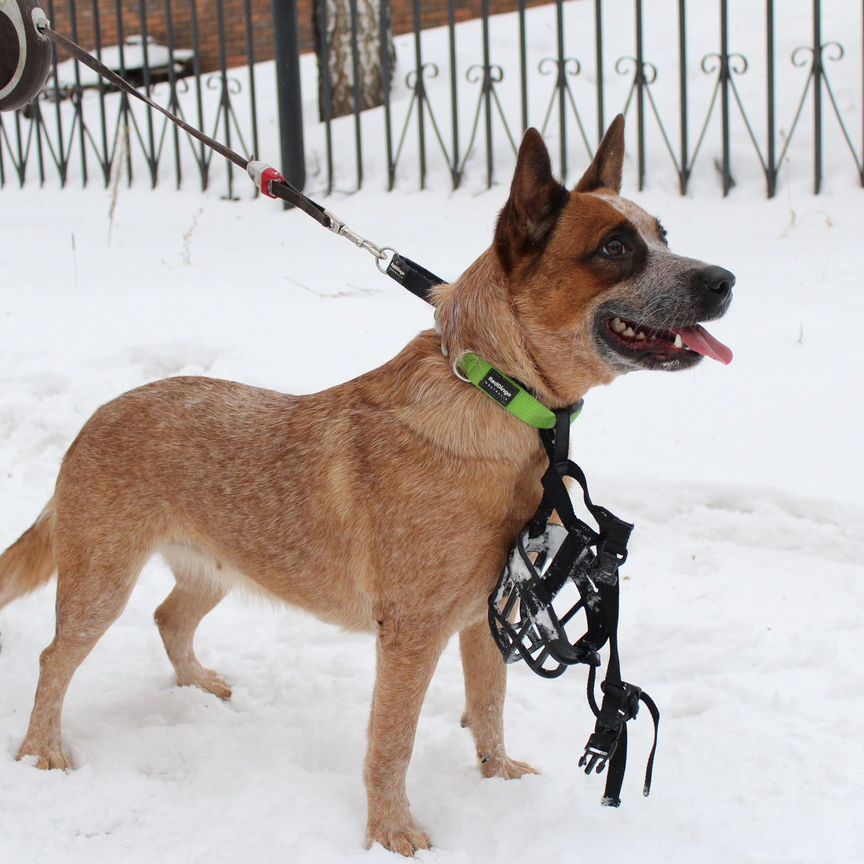 Австралийский хиллер