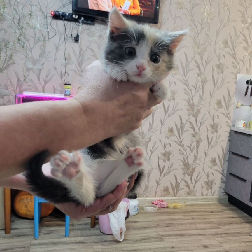 Сибирский котёнок