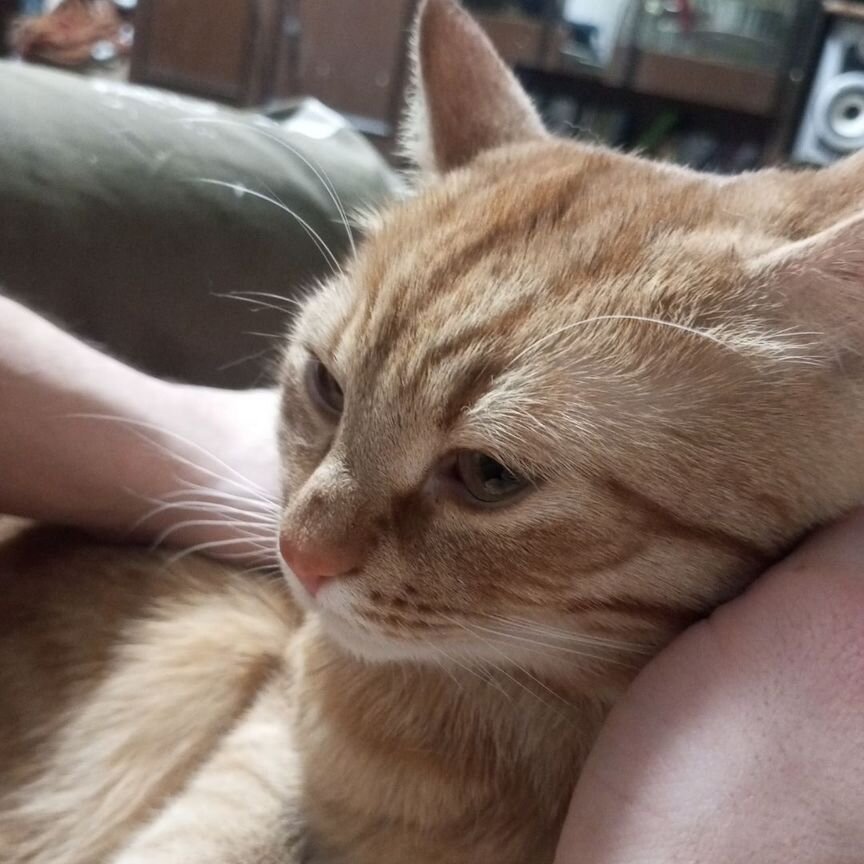 Помогите кормом