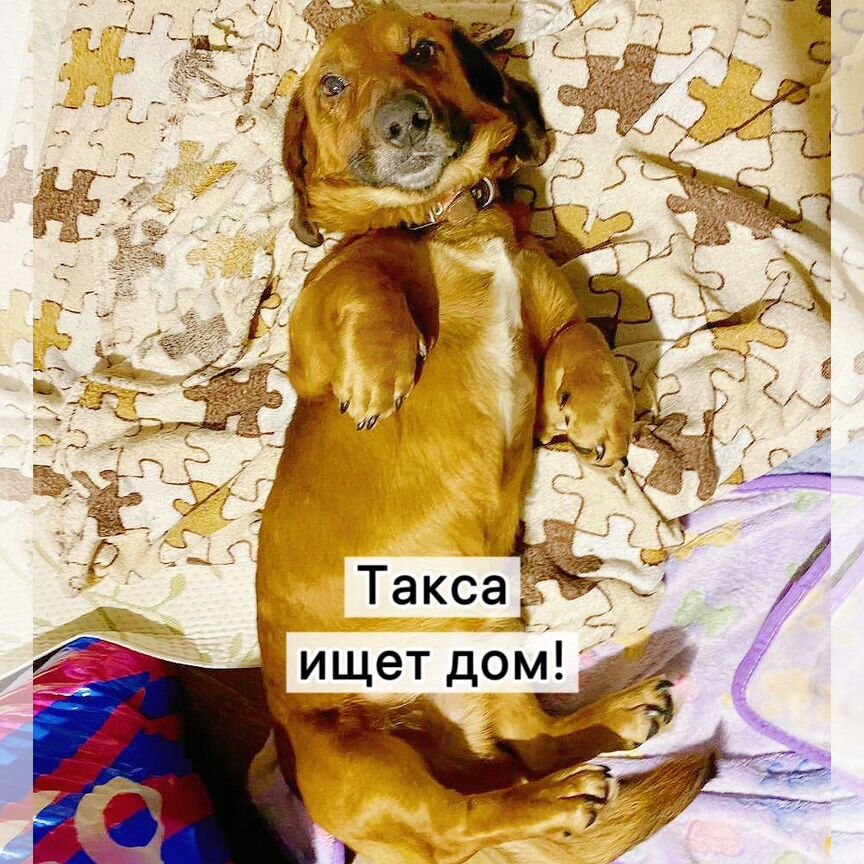 Такса, взрослый пёс