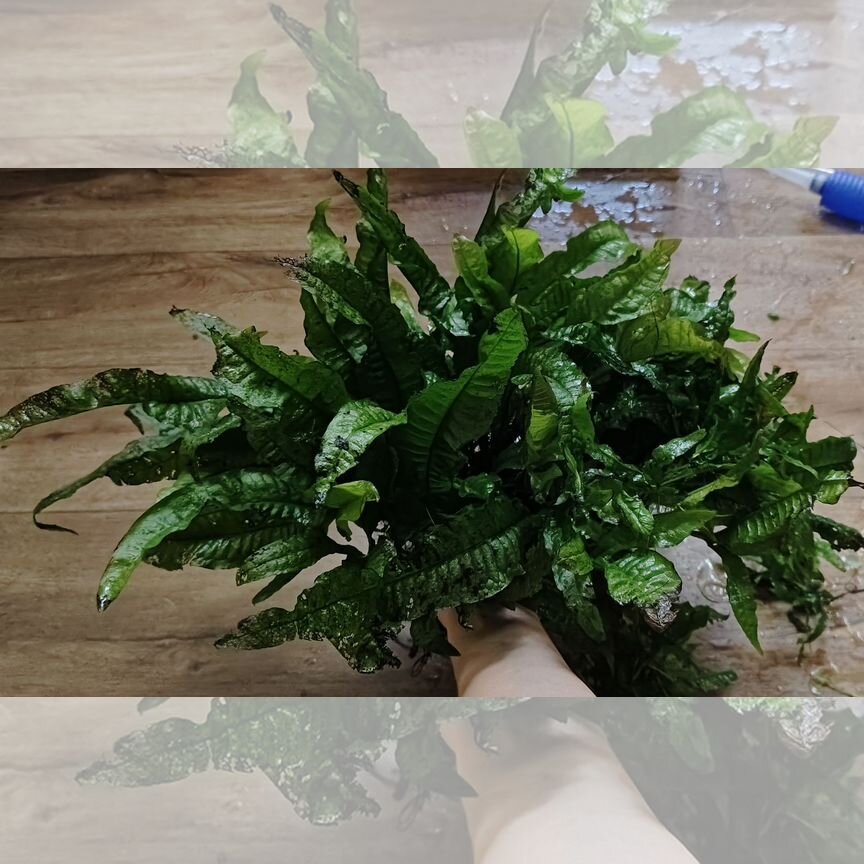 Аквариумные растения