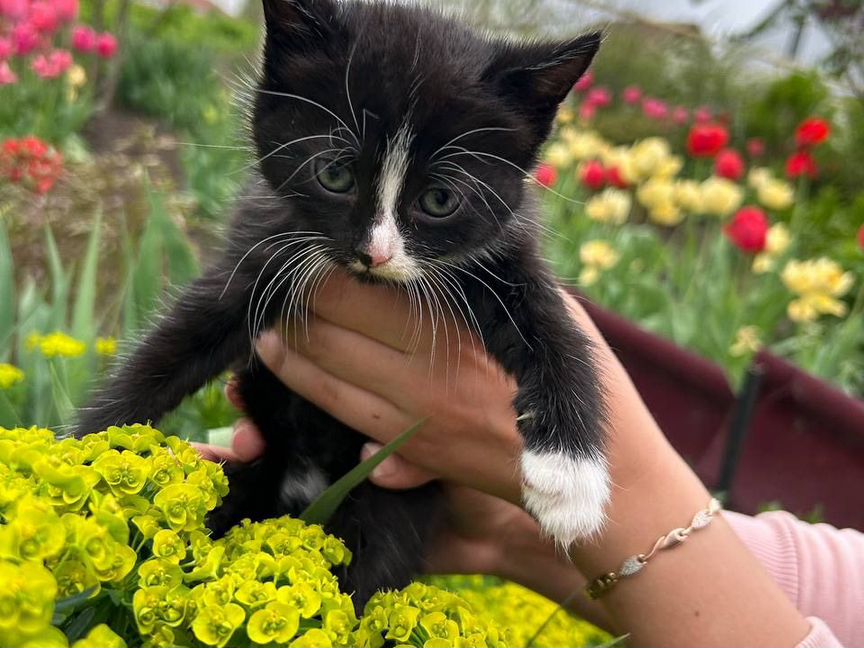 Маленькая леди в добрые руки