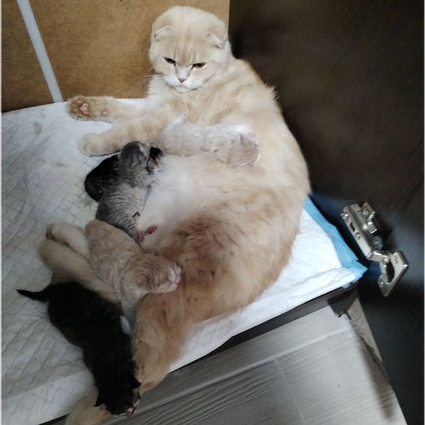 Котята от шотландки