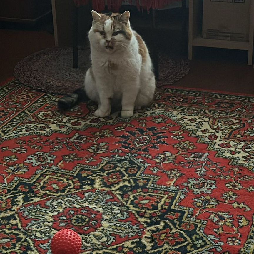Отдам британскую кошку