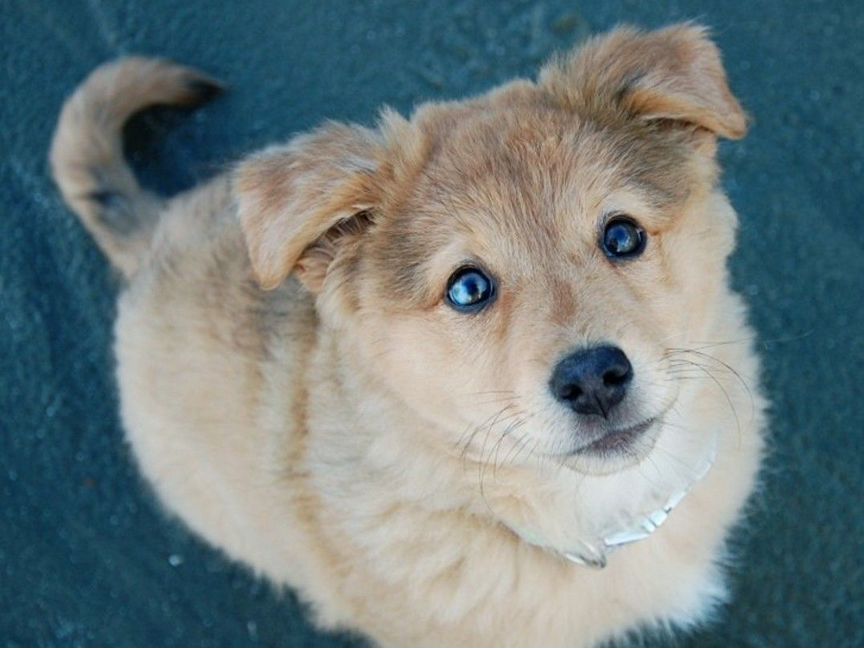 Щенки из приюта ждут