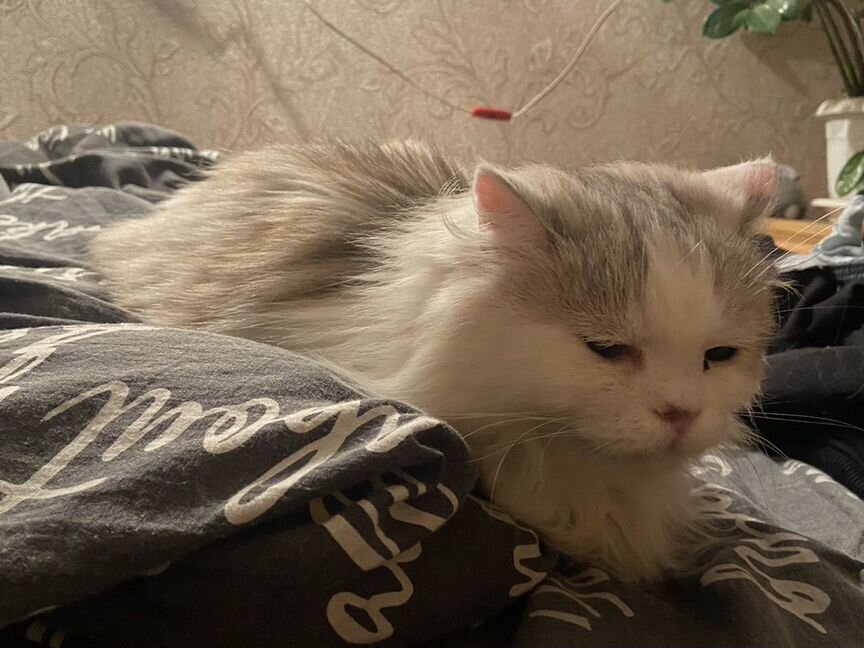 Кошка ищет дом