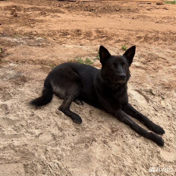 Собака друг человека