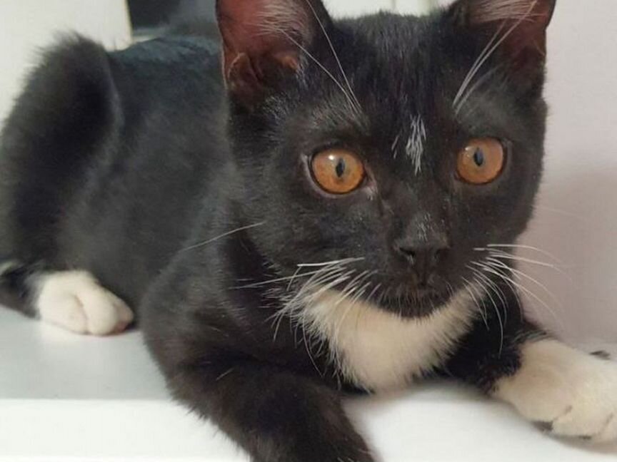 Котёнок в добрые руки