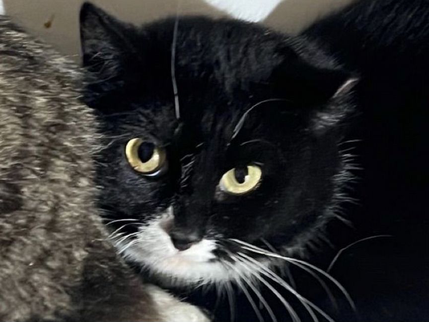 Кошке надо пожить с человеком