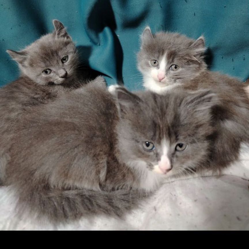 Американский кёрл длинношёрстный котёнок