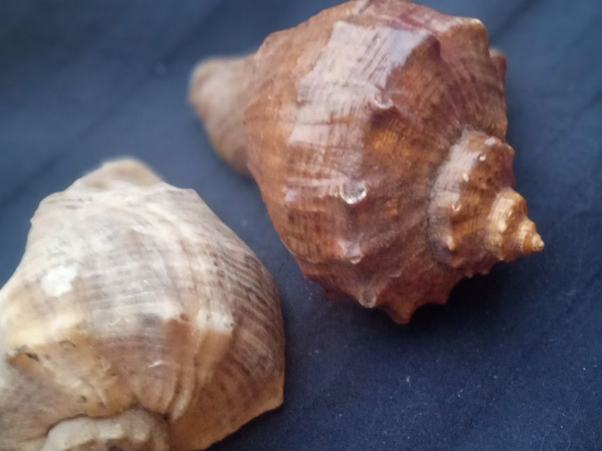 Раковины моллюсков. рапан