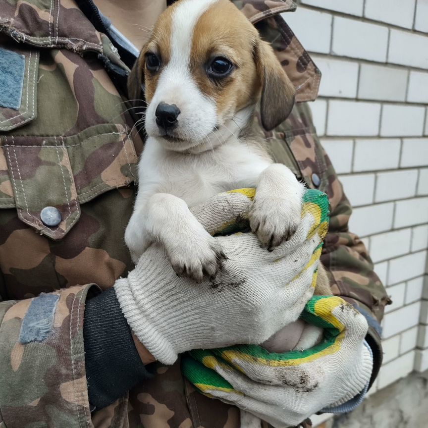 Щенок в добрые руки