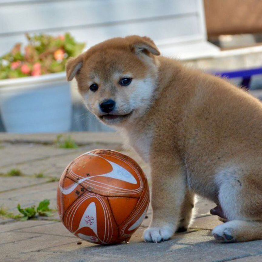 Щенки сиба ину