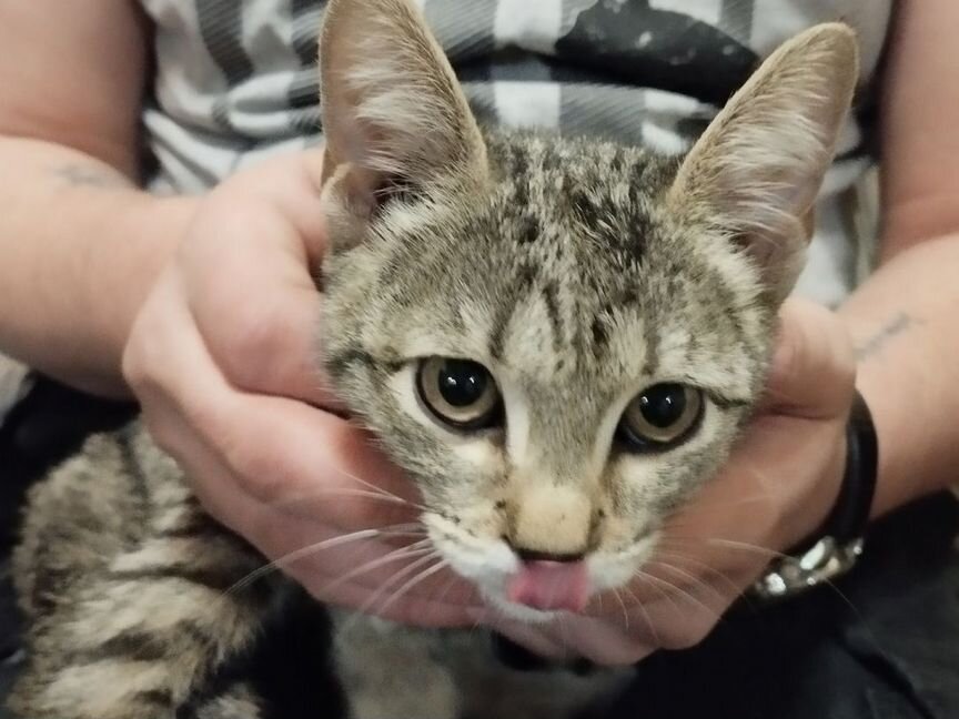 Котенок в добрые руки