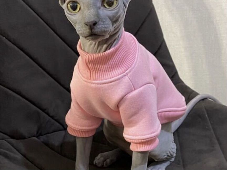 Сфинкс ищет дом