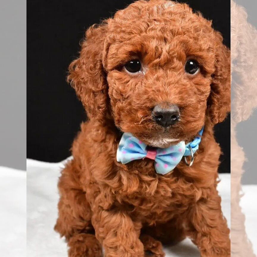 Той-пудель, щенок