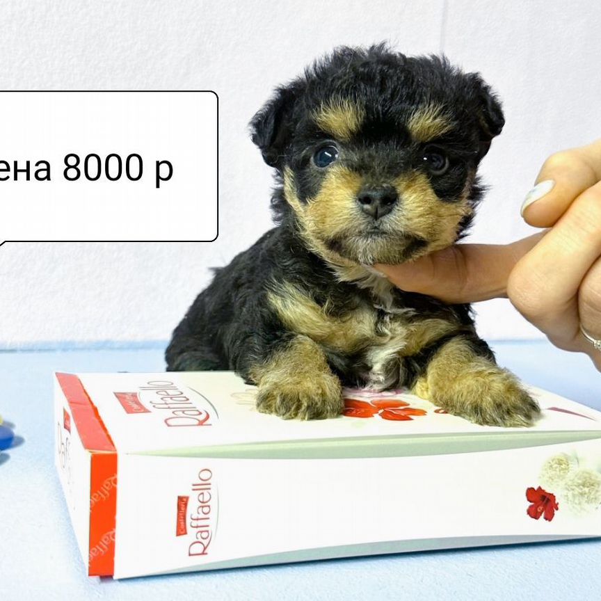 Щеночки от йорка