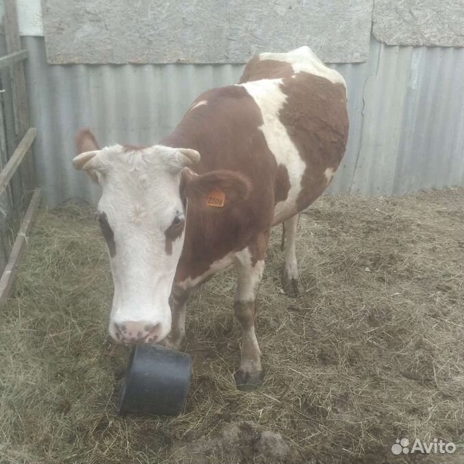 Первотелка стельная, дойная