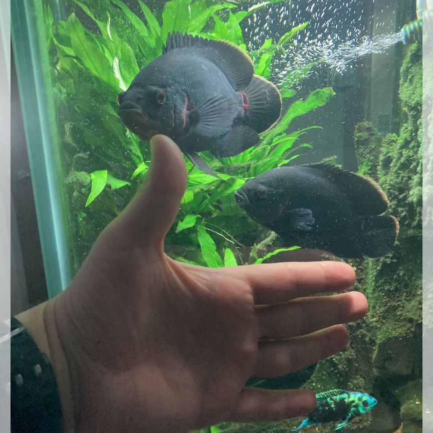 Астронотусы и блю демпси