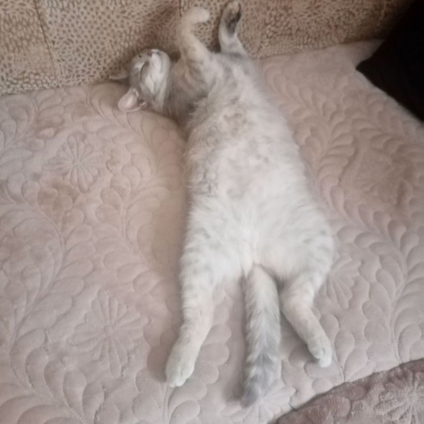 Кошечка в добрые руки