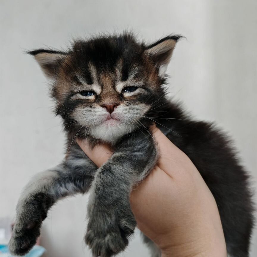 Котята мейн-кун полидакты и стандартные
