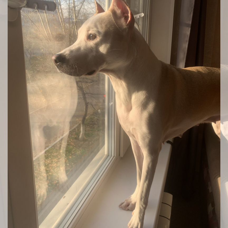 Американский стаффордширский терьер, щенок