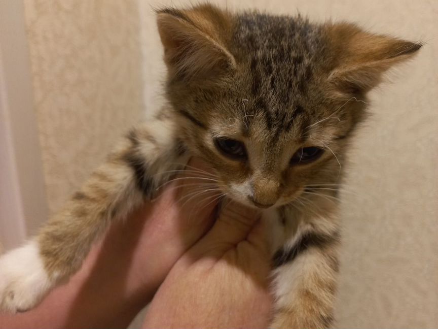 Котенок (кошка) бесплатно в добрые руки