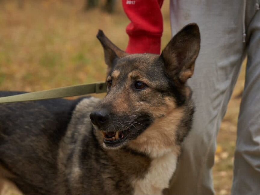 Собака в добрые руки