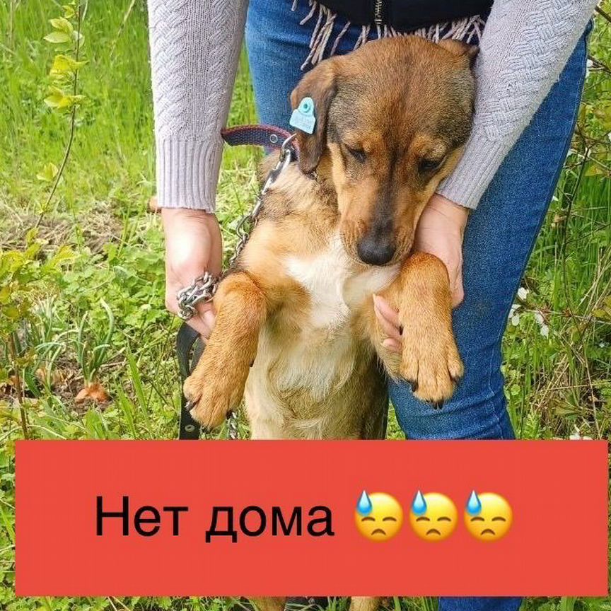 Взрослая собака в добрые руки