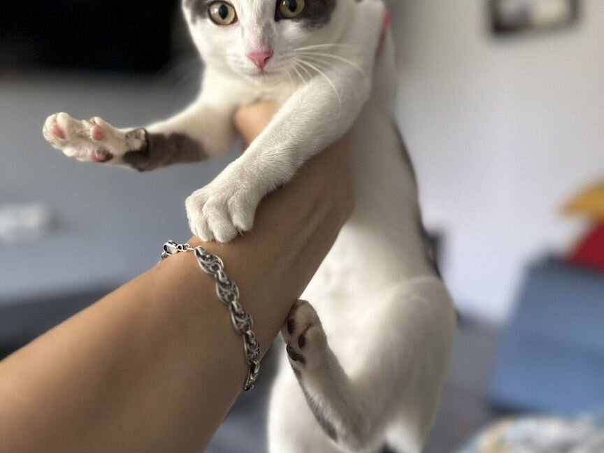 Котенок в любвщую семью