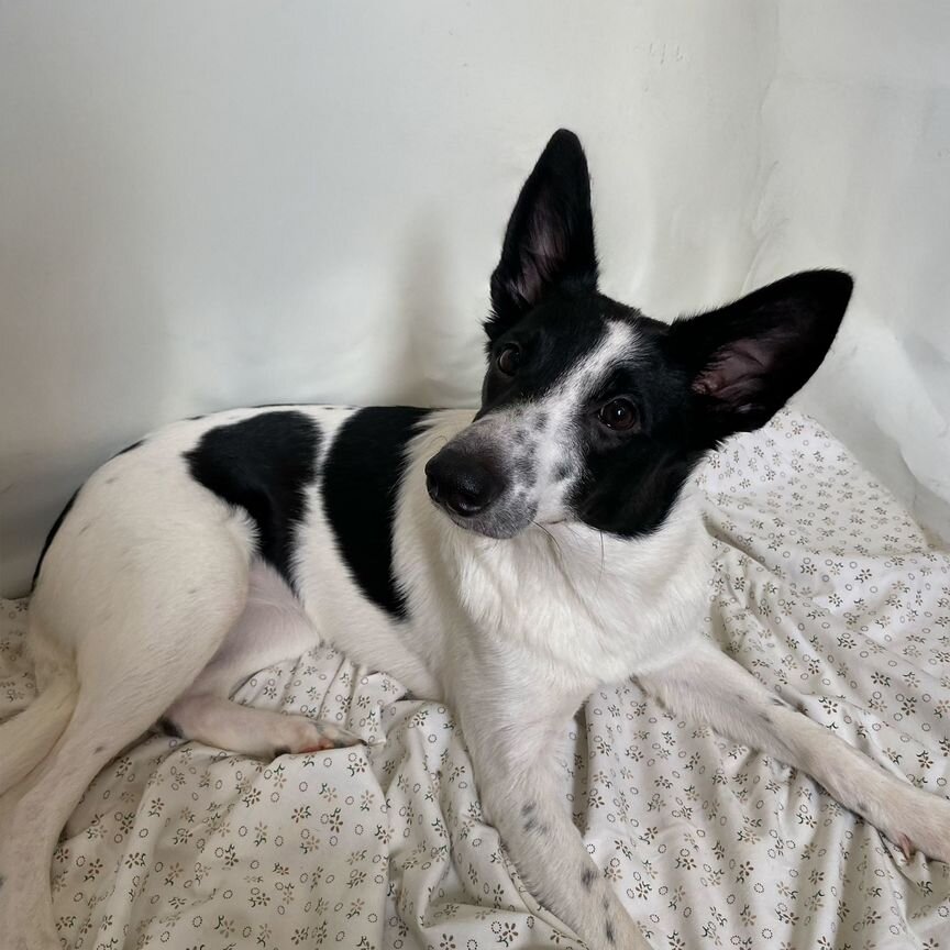 Щенок девочка - Вера