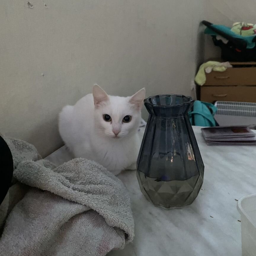 Кошки бесплатно